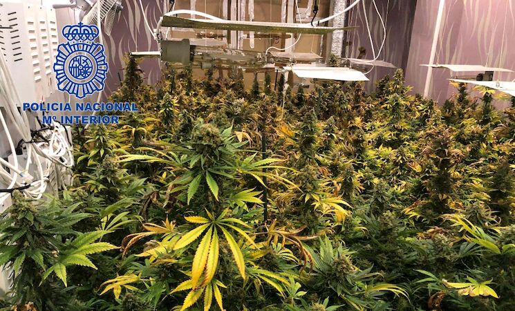 Desmantelada en Mérida una plantación “indoor” de marihuana con 130 plantas