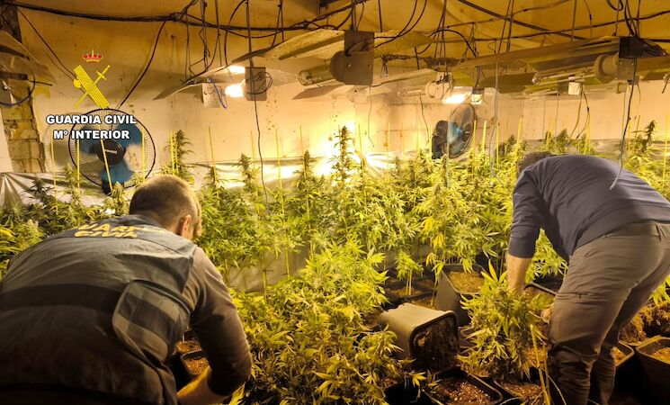 Desmantelada una plantación de marihuana de 245 plantas en una vivienda de Cabeza del Buey