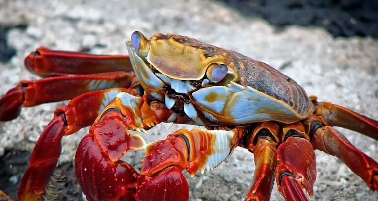 Exquisitos mariscos del mar a tu casa con tan solo unos cuantos clics
