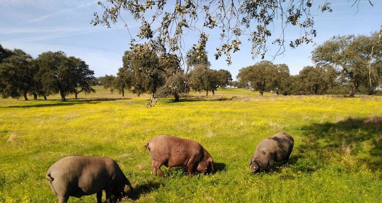Condiciones de manejo de animales que dan origen a designación de ...