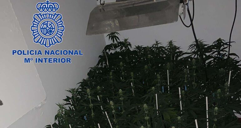 La Policía desmantela en una vivienda de Mérida una plantación indoor de marihuana