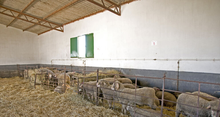 Diputación licita 180 cabezas de oveja Merino Precoz en apoyo a ...