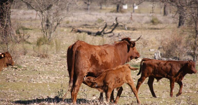 Junta abona más de 7,5 millones en ayudas para vacas nodrizas y vacuno ...
