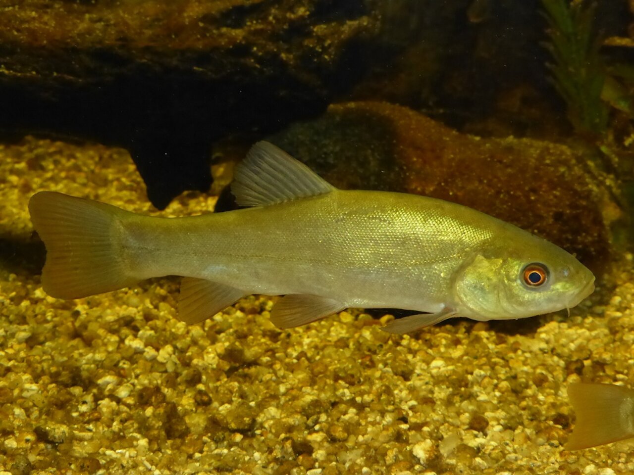 La Junta destina casi 600.000 euros a la optimización de la producción ...