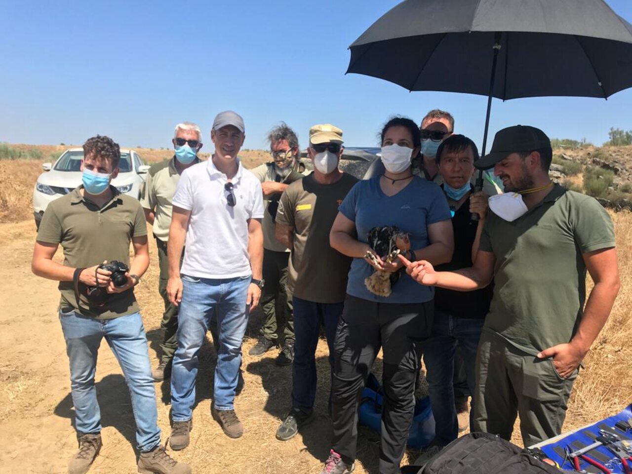 Instalan sistema GPS a primer pollo alimoche del mundo nacido en torre ...