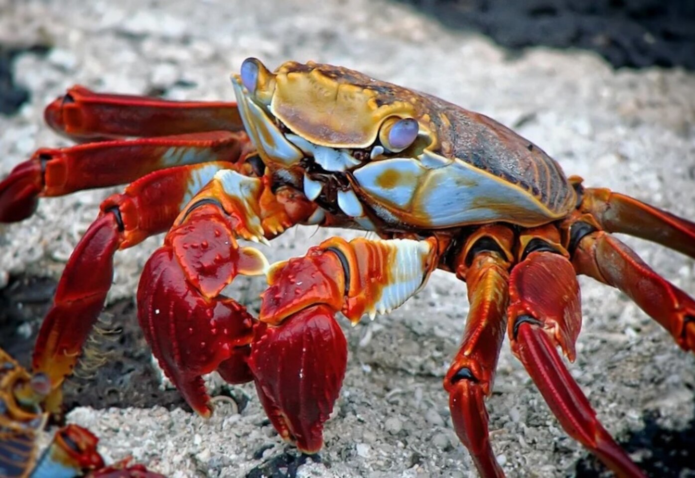 Exquisitos mariscos del mar a tu casa con tan solo unos cuantos clics