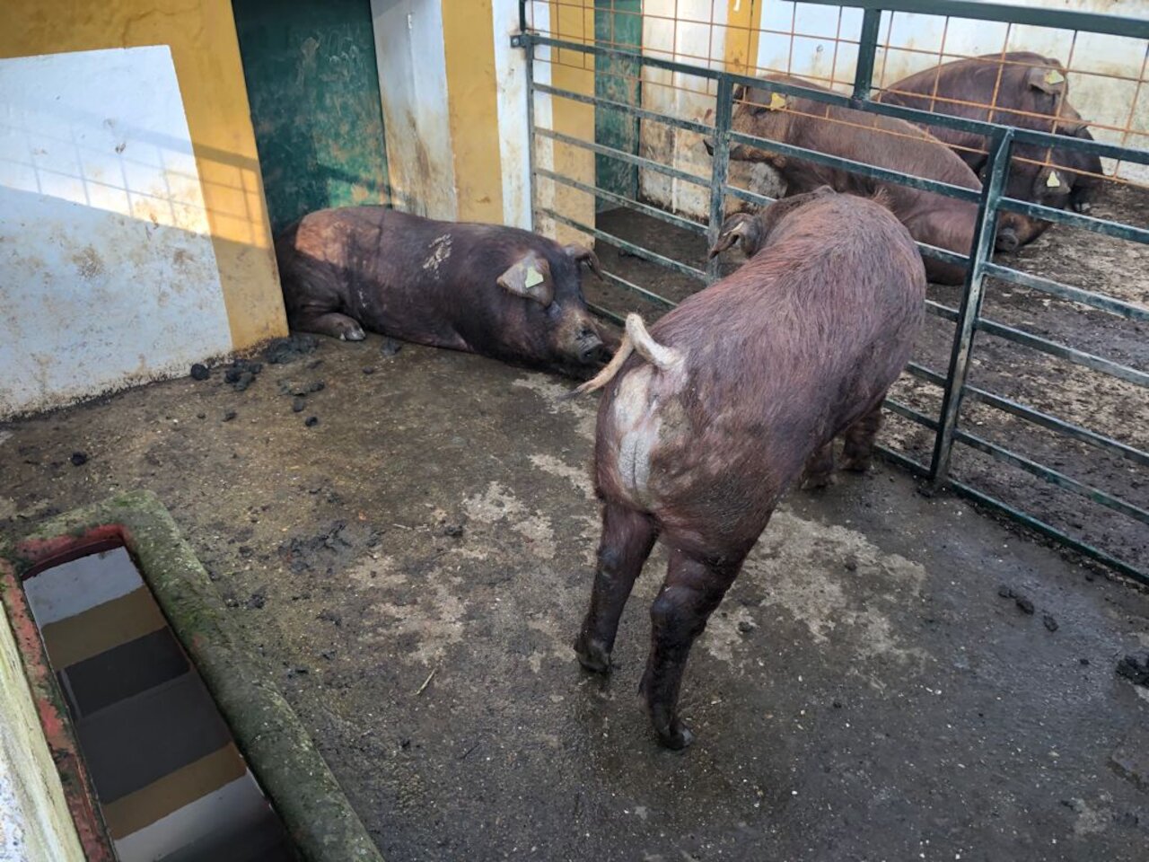 El CENSYRA subasta 48 ejemplares de ganado porcino raza duroc