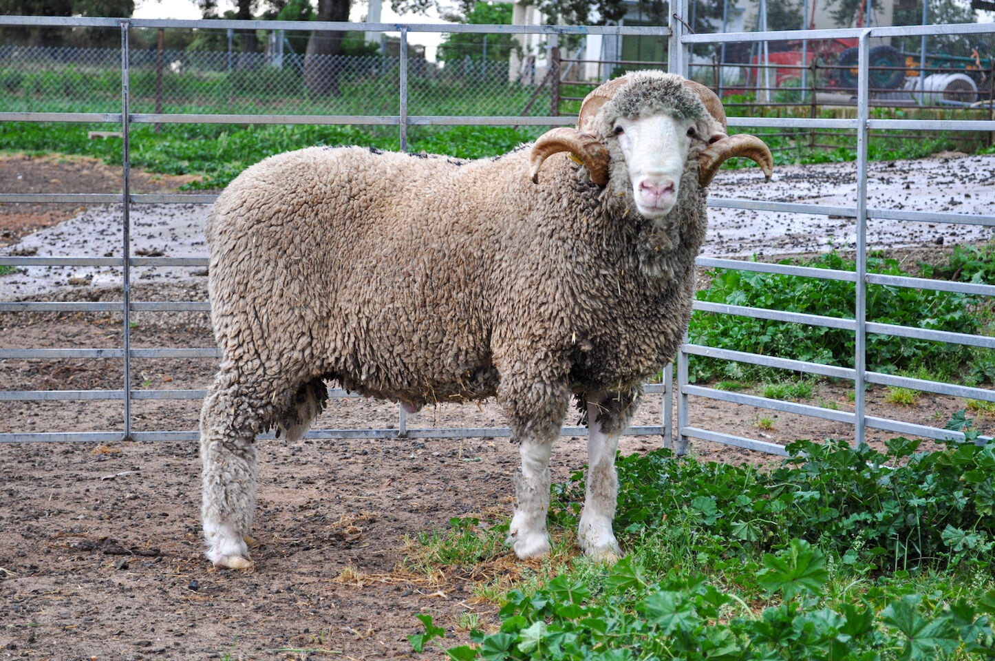 La Subasta de Primavera 2021 se celebrará este sábado en el recinto ...